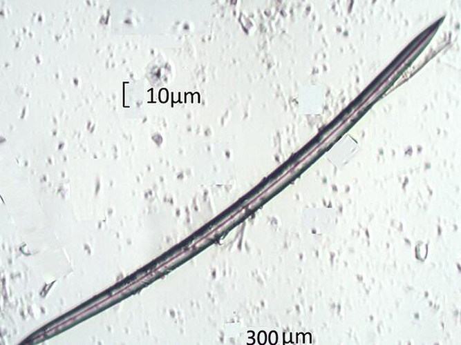 About Spicule - Diolabspicule
